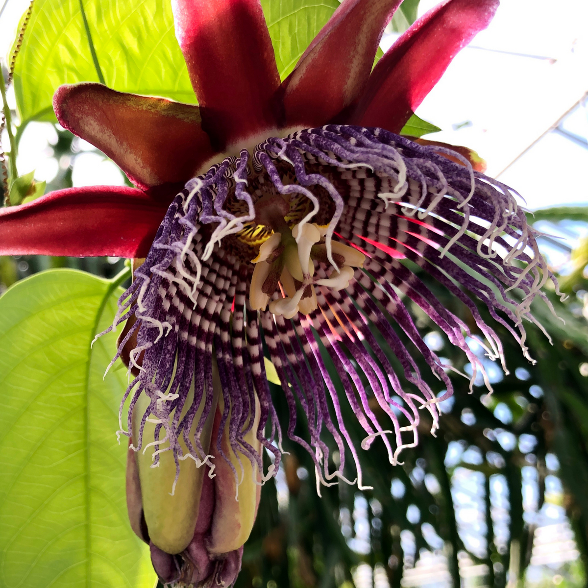 Giant Granadilla (Passiflora quadrangularis L.) – Practical Magic Store